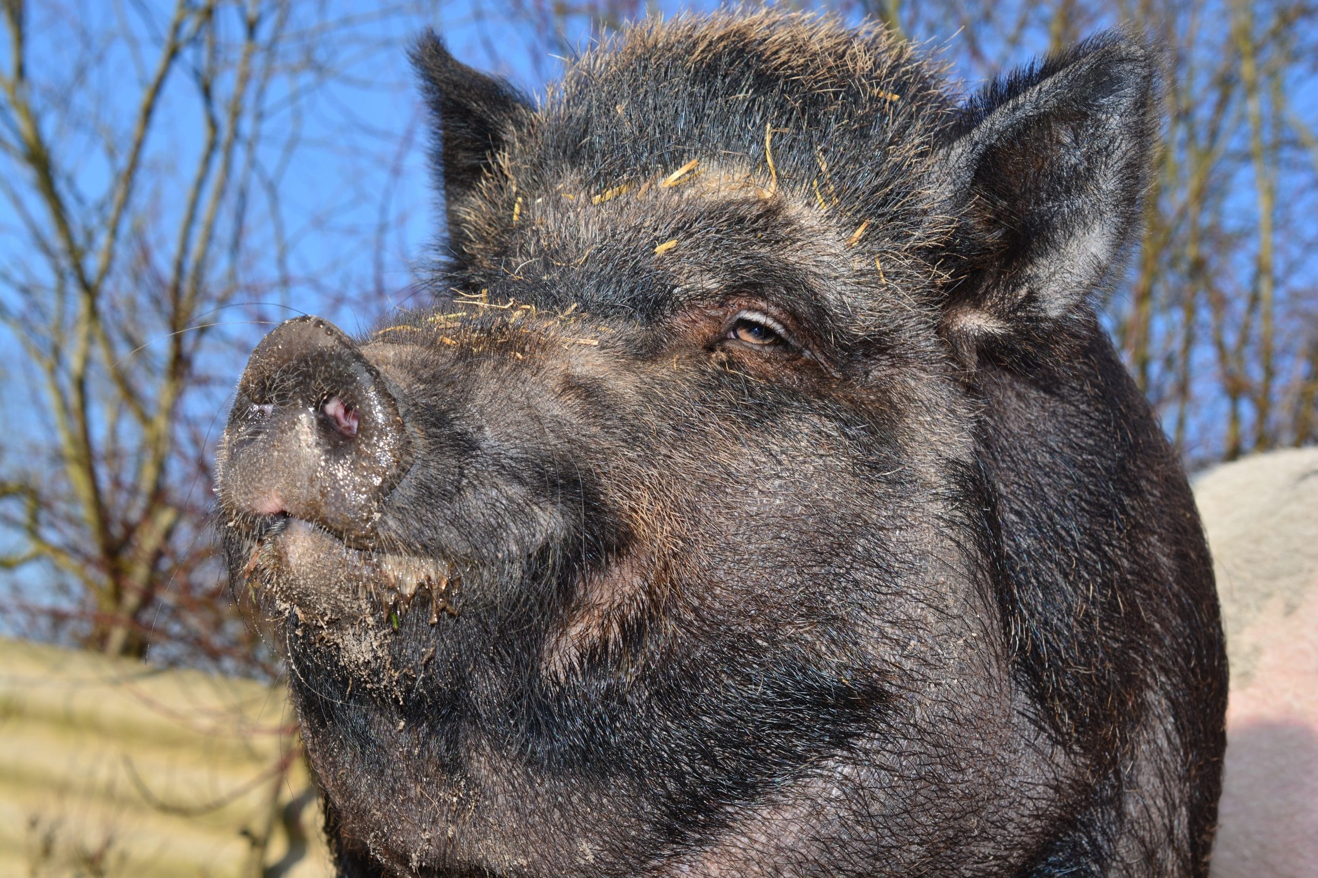 spain wild boar